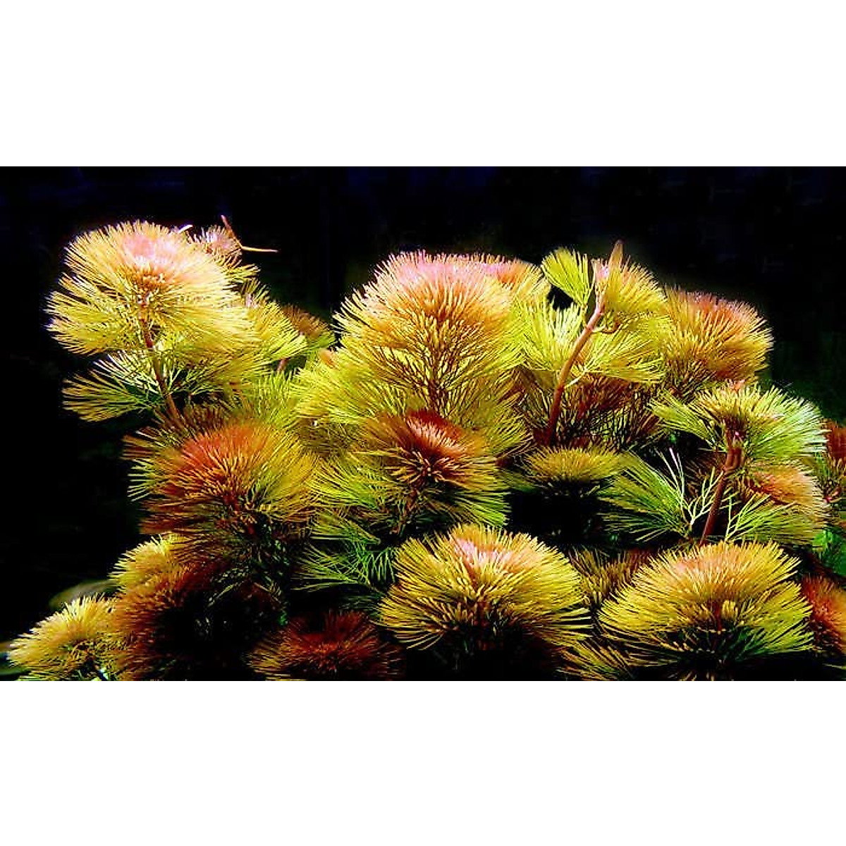 Red Cabomba Aquarium Plants Live for Growing Indoor, 5 Stems, 4 Inches to 6 Inches Tall, Planting Ornaments Perennial Garden Simple to Grow Pots Gifts