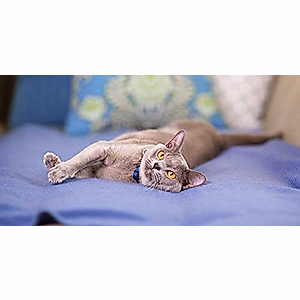 PET SUPPLEMENTS Cats probiotic Supplement - Cats Digestive AID - PROBIOTIC Formula - Treats - cat Digestive Health - 3 Bottle (180 Chews)