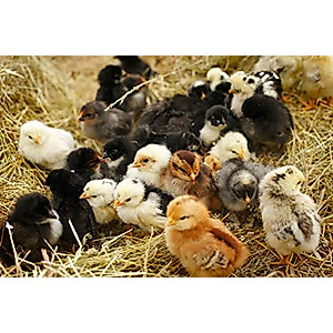 Country Heritage Medicated Baby Chick Food Starter Grower Crumbled Feed 5 Pounds