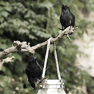 ATDAWN Halloween Birds, Black Feathered Crows, Realistic Looking Halloween Decoration Birds (6.7")