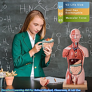 EVOTECH 2025 New Human Body Deluxe Musculature Model, 16 Pcs Removable 17 inch Human Torso Anatomy Model with Heart Head Skull Brain Skeleton Model for Medical Student, Lab & Classroom Use