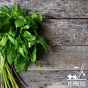 Yerbero - Dried Epazote Leaves Cut Herb 2 Oz (56 g) | Hoja De Epazote Cortadas 100% Natural | Mexican Seasoning, Tea, Edible | Epazote De Comida | Resealable Bag - Product Of Mexico.