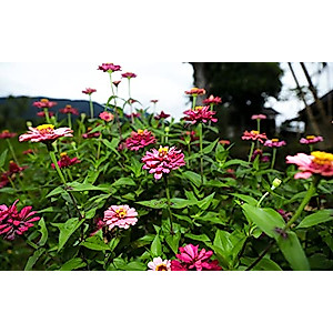 Zinnia "Merlot Mix" Flower Seeds for Planting, 200+ Flower Seeds Per Packet, Meteor, Purple Prince and Scarlet Flame Zinnias, Non GMO & Heirloom Seeds, Botanical Name: Zinnia elegans