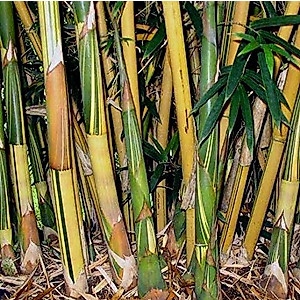 Bambusa Alphonse KARR / Golden Hedge Clumping Bamboo - Non-Invasive Variety 1 Gallon Size