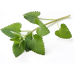 Catnip - Dried Nepeta cataria Loose Leaf/Buds by Nature Tea (4 oz)