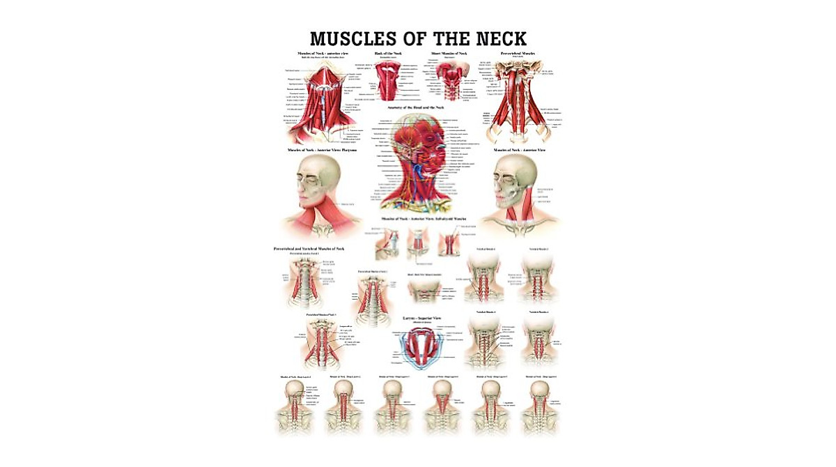 Laminated Neck Muscles Anatomy Chart for Students