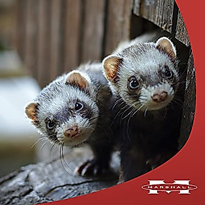 Marshall Pet Products Natural Complete Nutrition Premium Ferret Diet Food with Real Chicken Protein, Highly Digestible, 22 oz