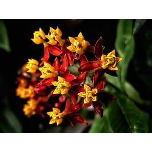 Asclepias curassavica | Butterfly Bush | Scarlet Milkweed | 200_Seeds