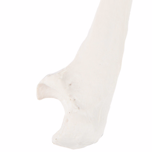Axis Scientific Ulna Bone Model | Left | Cast from a Real Human Ulna Bone l Forearm Bone Model Has Realistic Texture and Important Bony Landmarks