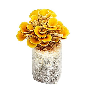 Root Mushroom Farm—Golden Oyster Mushroom Grow Kit