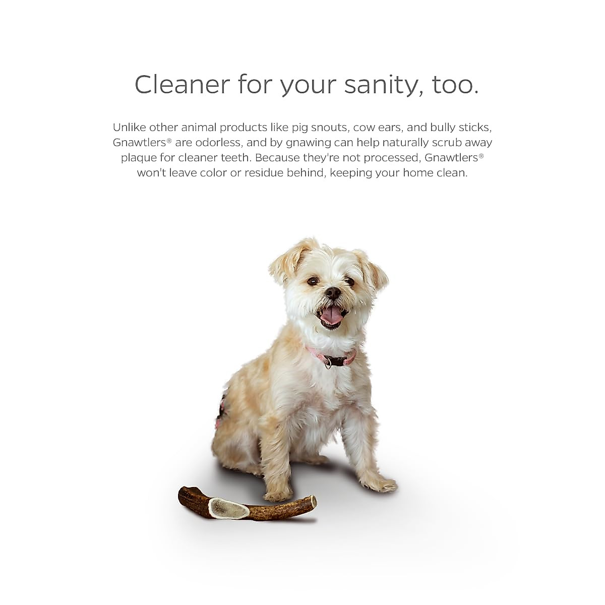 Pet Parents Gnawtlers® - Premium Split Antlers for Dogs, Naturally Shed Split Elk Antlers, All Natural Split Elk Antler Dog Chew, Specially Selected from The Heartland Regions (Large (Pack of 1))