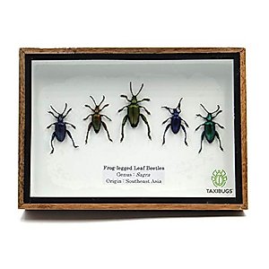 SET 5 REAL FROG LEGGED LEAF BEETLES SAGRA INSECT TAXIDERMY SET IN BOX / 3D WOODEN FRAME (Wooden Box)