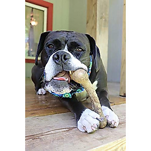 Pet Qwerks Alien BarkBone - Nylon Dog Bone for Aggressive Chewers - Beef Stew Flavor - 7.75"