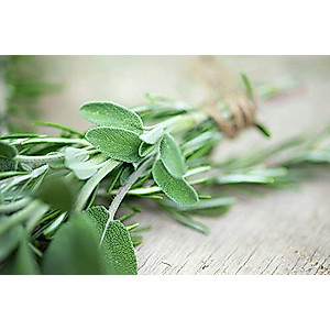 Gaea's Blessing Seeds - Sage Seeds (1.5g) Non-GMO Seeds with Easy to Follow Planting Instructions - Heirloom 88% Germination Rate