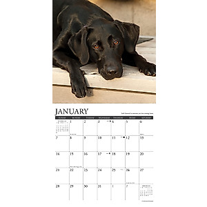 Willow Creek Press What Labs Teach Us Monthly 2024 Wall Calendar (12" x 12")
