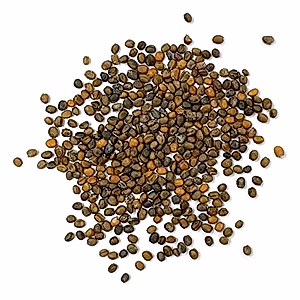 Purely Organic Products Purely Organic Heirloom Arugula Seeds (Slow Bolt) - Approx 500 Seeds