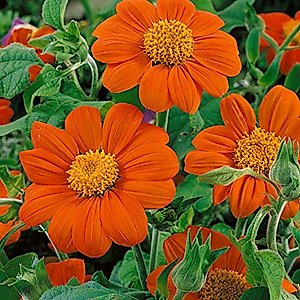 Outsidepride Orange Tithonia Mexican Sunflower Garden Cut Flower Plant - 500 Seeds