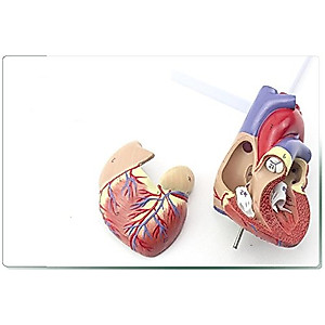 Genuine 1: 1 human heart model B-color ultrasound medical cardiology cardiac anatomy teaching model