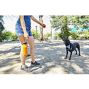 Zoku Stainless Steel Water Bottle, 18-Fluid Ounces, Orange