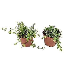 Josh's Frogs Tarantula Vivarium Bioactive Plant Kit (3x3x6 Terrarium)