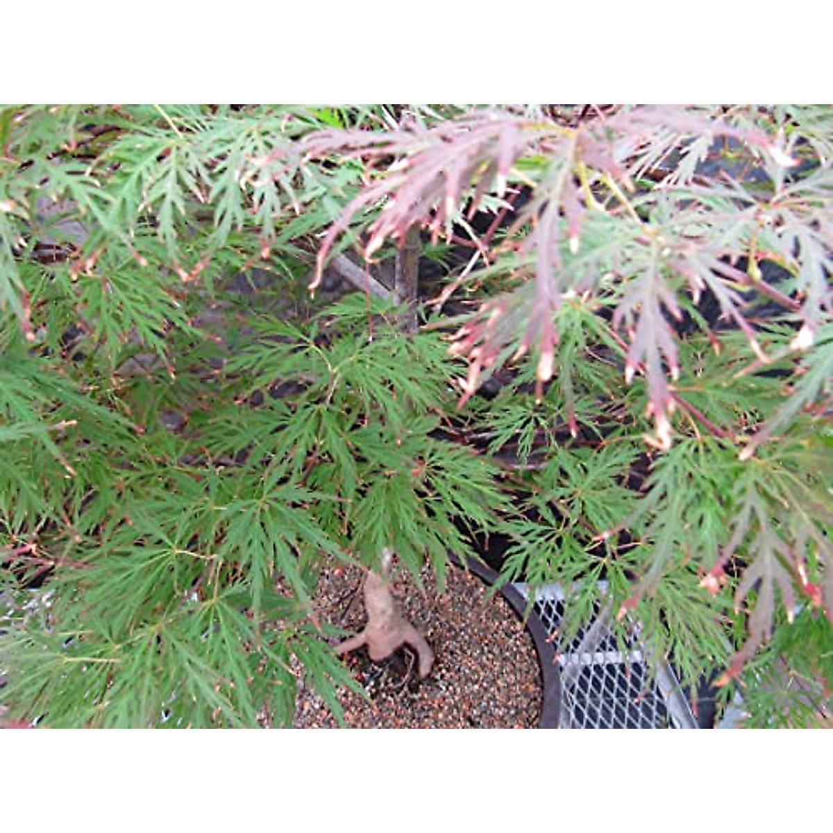69 Year Old Red Dragon Japanese Maple Specimen Bonsai Tree