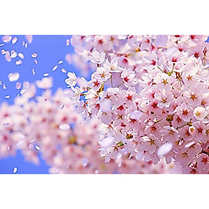 50+ Rare Cherry Blossoms Seeds for Planting - Dwarf Pink Sakura Weeping Cherry Apple Blossom Bonsai Tree Seeds for Garden/Indoor/Outdoor