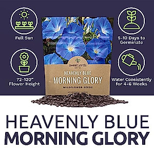 Morning Glory Seeds Heavenly Blue - Large 1 Ounce Packet - Over 1,000 Flower Seeds