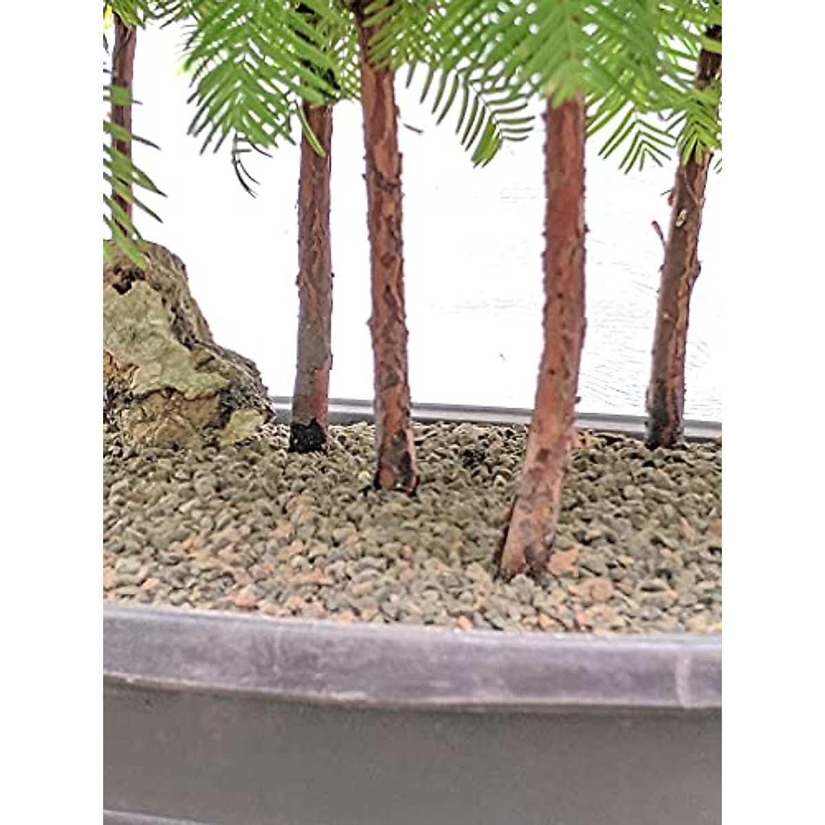 Redwood Forest Specimen Bonsai Tree