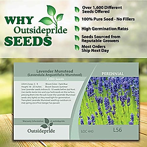 Outsidepride Lavandula Angustifolia Lavender Munstead Fragrant Herb Garden Plant Seed - 2000 Seeds