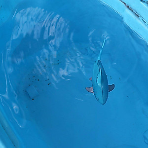 Tipmant Mini RC Fish Shark Remote Control Boat Ships & Submarine for Fish Tank, Swimming Pool, Bathtub Kids Electric Animal Toy - 3 Pack