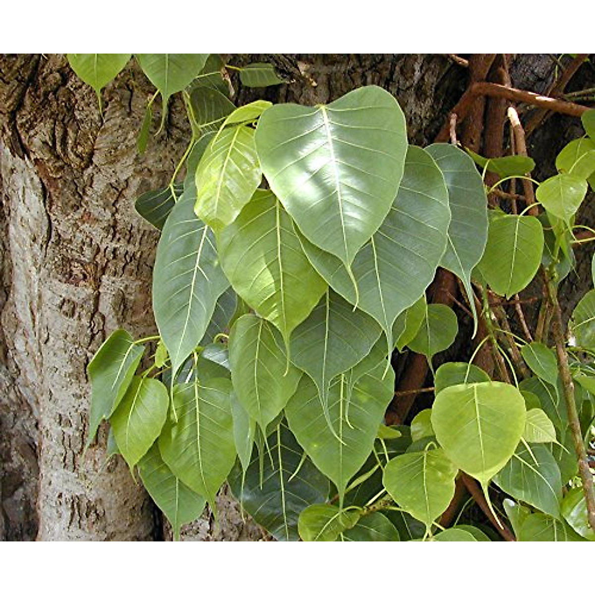 Ficus religiosa | Sacred Fig | Bodhi Tree | Pippala | Peepul | Peepal | 100_Seeds
