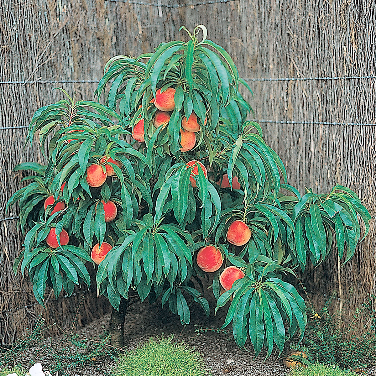 Dwarf Peach Tree Seeds GMO Free Organic Compact Size Popular Choices for Small Gardens, Patios, Balconies, and Even Indoor Cultivation Easier Maintenance 10Pcs Fruit Seeds by YEGAOL Garden