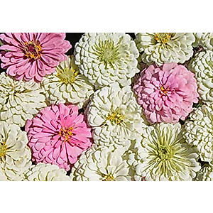 "Blushing Bride Mix" Zinnia Seeds for Planting, 200+ Flower Seeds Per Packet, (Isla's Garden Seeds), Non GMO & Heirloom Seeds, Botanical Name: Zinnia elegans, Great Home Garden Gift