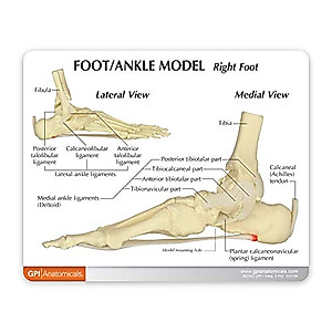 GPI Anatomicals - Foot & Ankle Model | Human Body Anatomy Replica of Foot & Ankle w/Plantar Fasciitis for Doctors Office Educational Tool