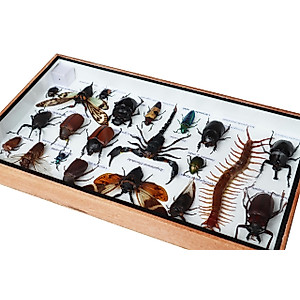 ThaiHonest Very Rare Real MIXS Insect Taxidermy Set in Boxes Display for Collectibles
