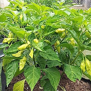 QAUZUY GARDEN 10 Trinidad Pimento Seeds, Cooking Pepper, Non-GMO Seed, Easy to Grow, Indoor & Outdoor