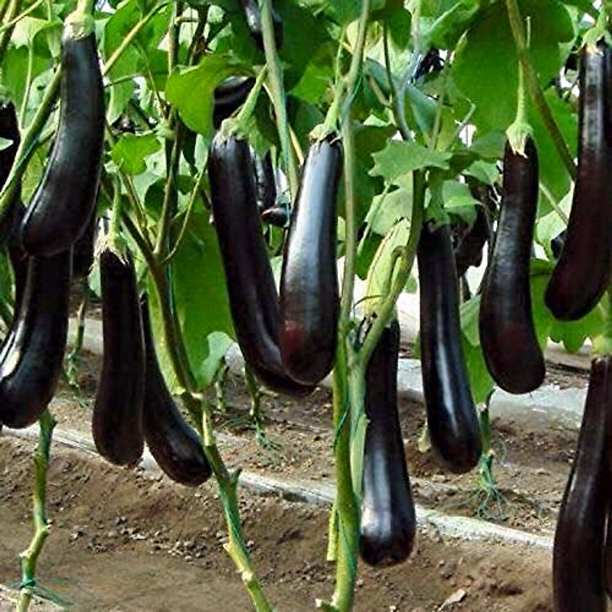 RAISE ME UP: Seeds Black Eggplant Long Pop Non GMO Heirloom
