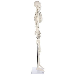 Anatomy Lab Human Skeleton Model, 34" Mini Skeleton Replica Mounted to Base for Display, with Removable Skull Cap, Movable Arms and Legs, and Details of Human Bones