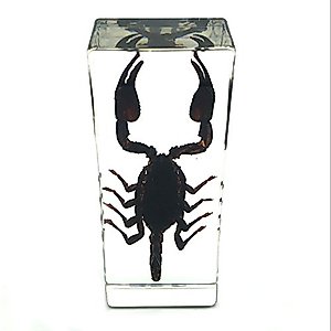 FUNSXBUG Real Black Scorpion Paperweights Specimen for Science Education Paperweight for Book for Office for Desk(4.4x1.6x1.1)