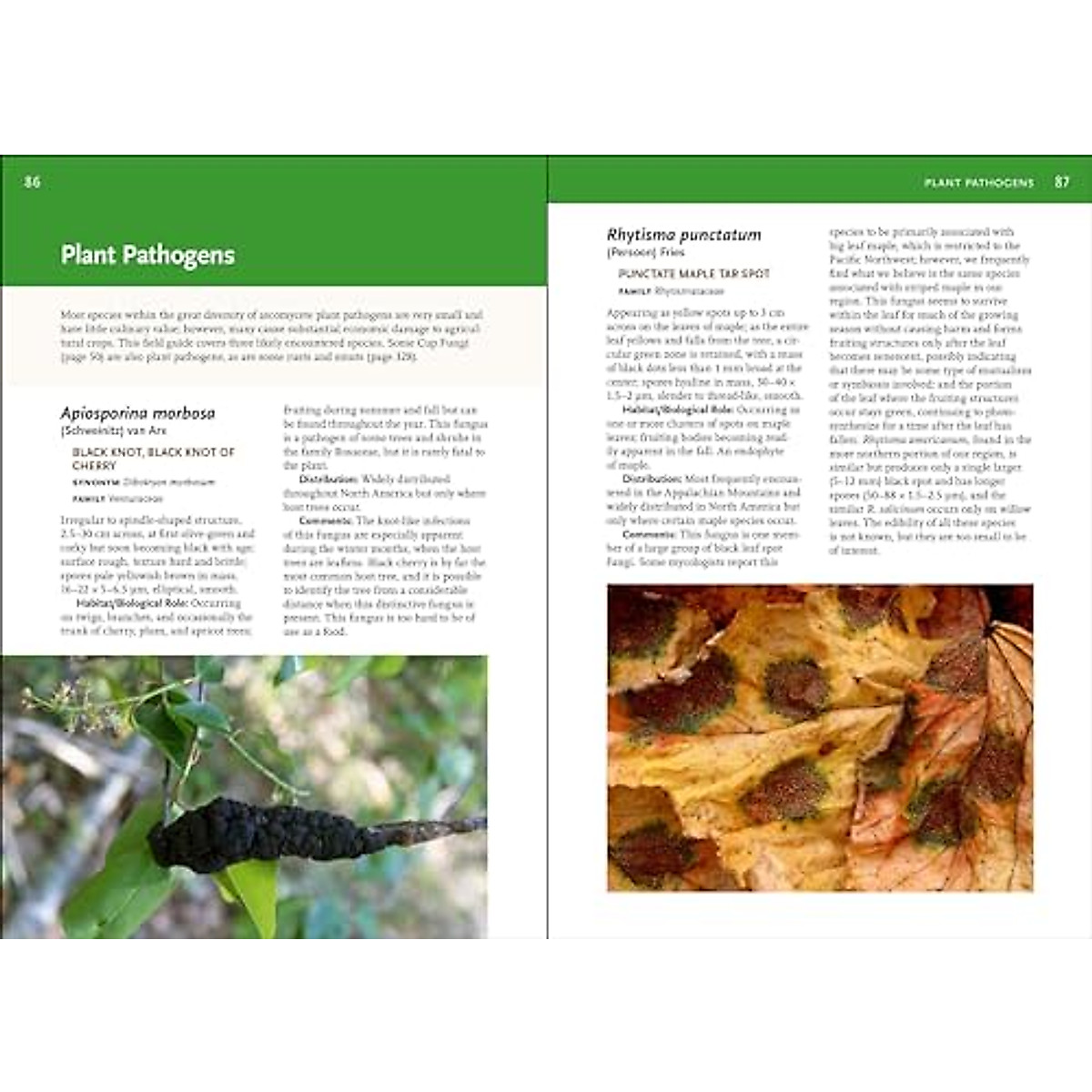 Mushrooms of the Southeast (A Timber Press Field Guide)