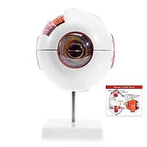Winyousk Scientific Eyeball Anatomical Model, Eyeball Model with Base and Colorful Manual, Detachable Sixfold Life Size Eyeball Model for School, Hospital, Optical Shop, Eyes Institute