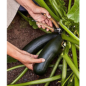 Burpee Black Beauty Zucchini Summer Squash Seeds 100 seeds