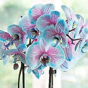 QAUZUY GARDEN Fresh Seeds 25 Blue & Pink Orchids Flowers Seeds Eye-catching Flower for Home Bonsai Garden Decor Easy to Grow Indoor & Outdoor