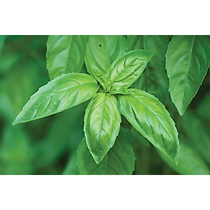 Burpee Genovese Basil Seeds 250 seeds