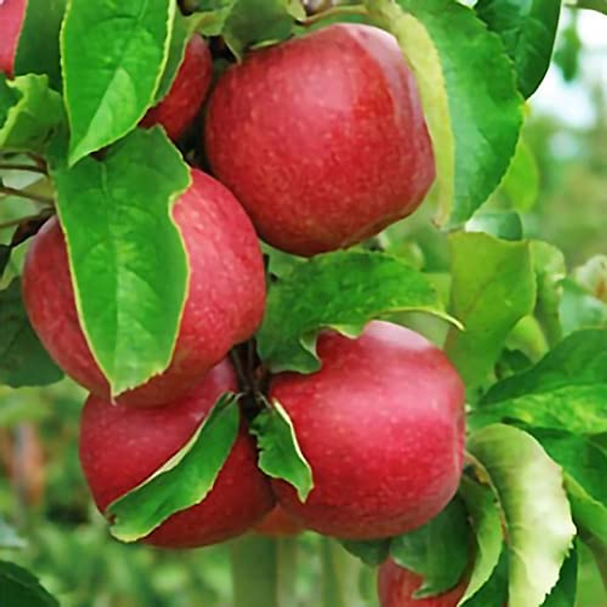 Fuji Apple Tree Live Plant Apple Fruit Tree 4 to 5 Feet Tall Planting Outdoors Apple Plant