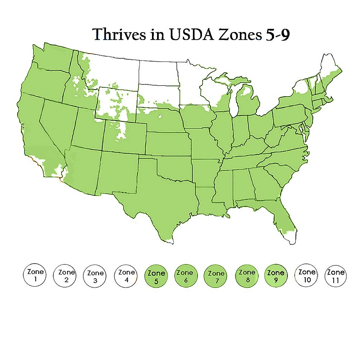 2 Gallon Proven Winners Blue Chiffon Hibiscus