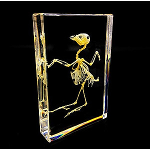 Real Bird Skeleton Specimen in Acrylic Block Paperweights Science Classroom Specimens for Science Education(5.3x3.5x1 inch)