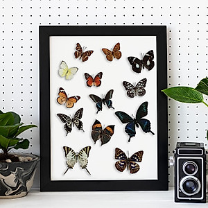 Pokiphip 12 Pcs Taxidermy Butterfly, Real Butterfly Taxidermy Natural Unmounted Butterfly Specimen, Exquisite Collection of Real Butterflies for Home Decor and Crafts