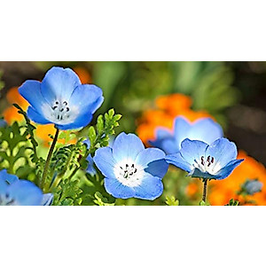 "Baby Blue Eyes" Baby's Breath Seeds for Planting, 1500+ Wildflower Seeds Per Packet, Non GMO Seeds, Scientific Name: Nemophila menziesii, Great Home Flower Garden Gift