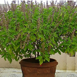 CHUXAY GARDEN 100 Seeds Ocimum Sanctum,Holy Basil Seed,Monk's Basil, Purple-Stalked Basil, Sacred Basil,Tulsi Green Herb Plant Seasoning Culinary Herbs Easy Grow